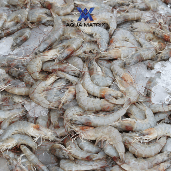 Shrimp – Aqua Matrix – Premium Vietnamese Seafood Exporter | Pangasius ...